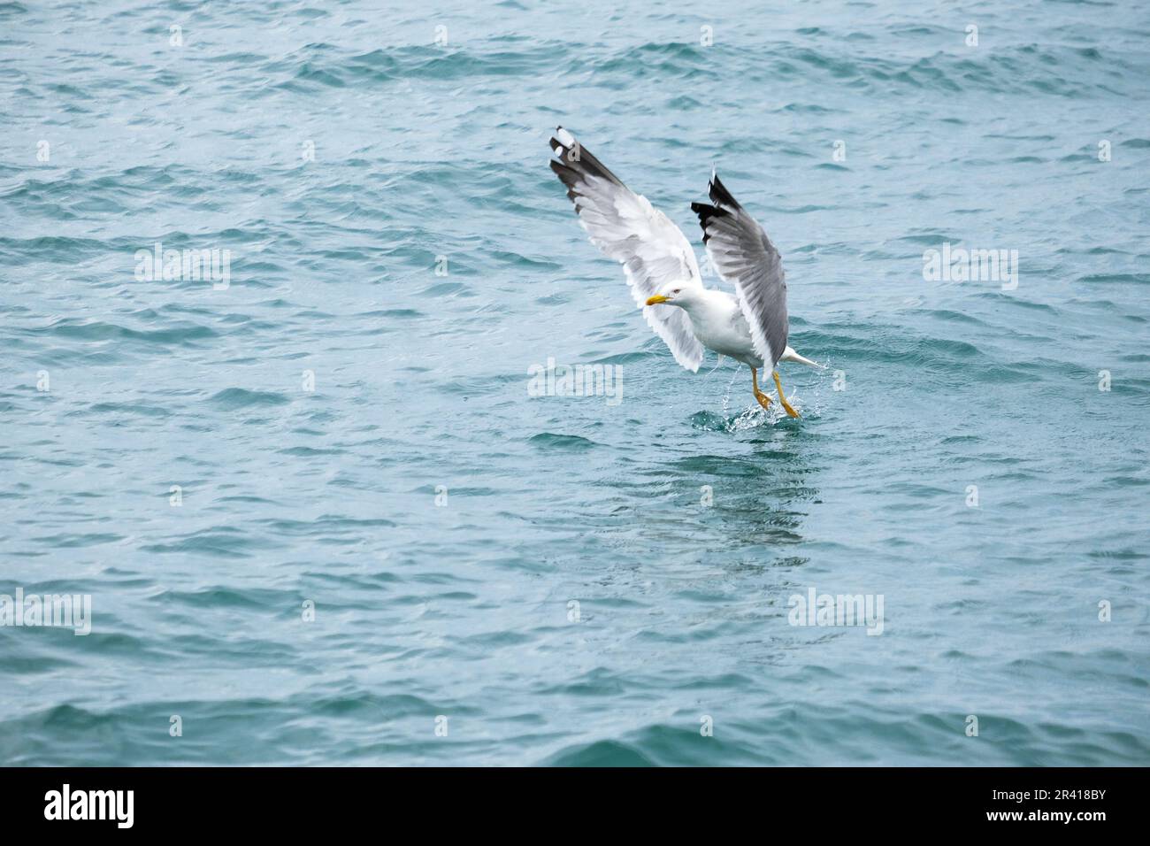 Seagull flying wings on the water sea wallpaper background Stock Photo ...