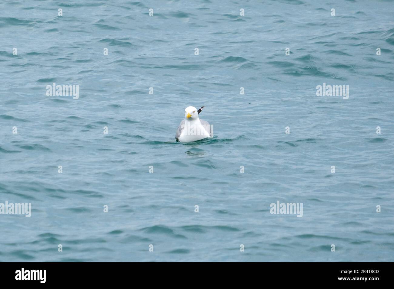 Seagull flying wings on the water sea wallpaper background Stock Photo ...