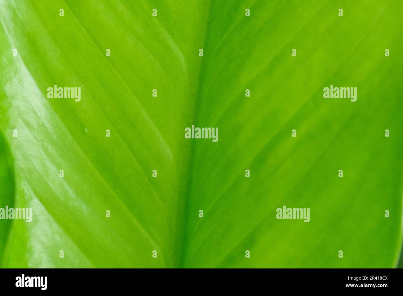 Detailed plant surface hi-res stock photography and images - Alamy
