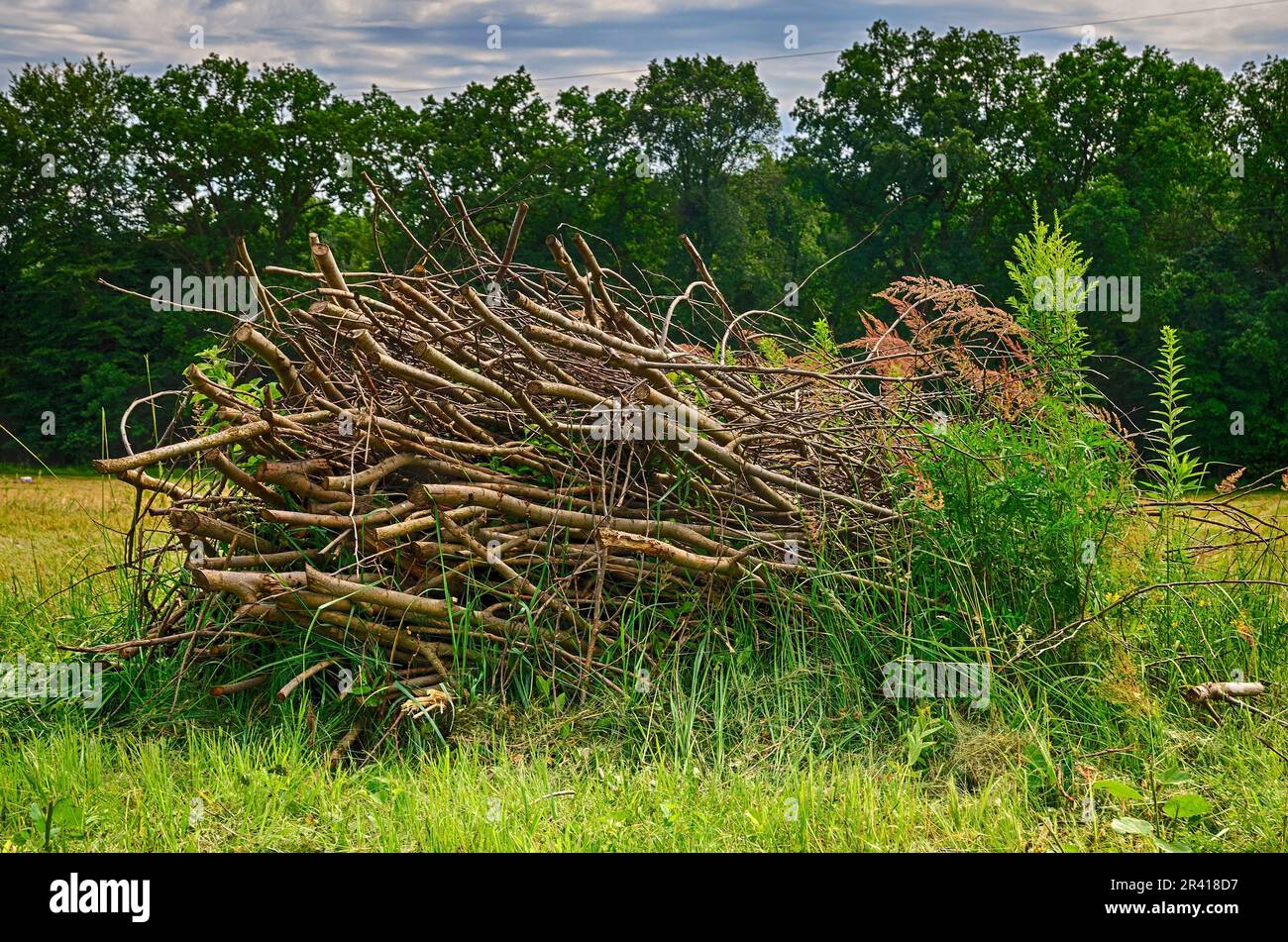Dry branches and trunks of trees in the meadow. Dry branches laying on ...