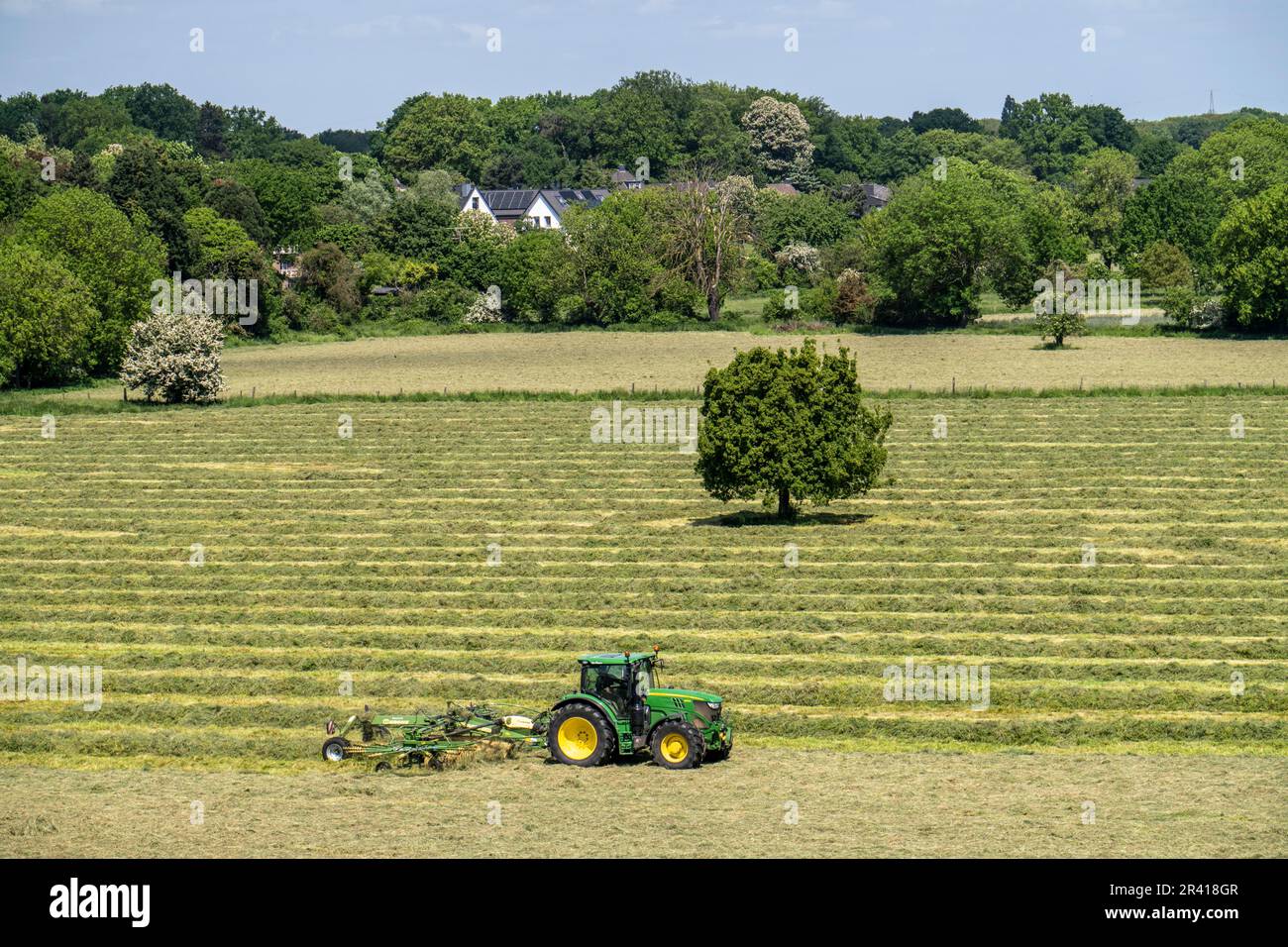 Hay harvesting, in a meadow near Duisburg-Baerl, tractor with ...