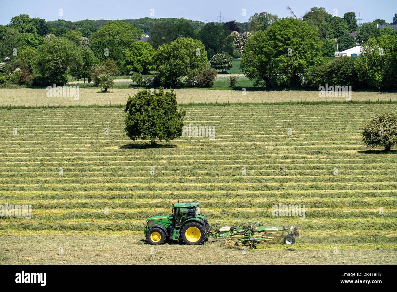 Hay harvesting, in a meadow near Duisburg-Baerl, tractor with ...