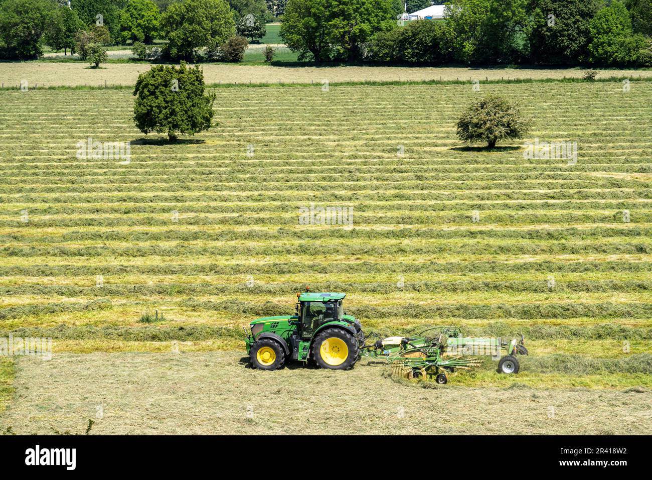 Hay harvesting, in a meadow near Duisburg-Baerl, tractor with ...
