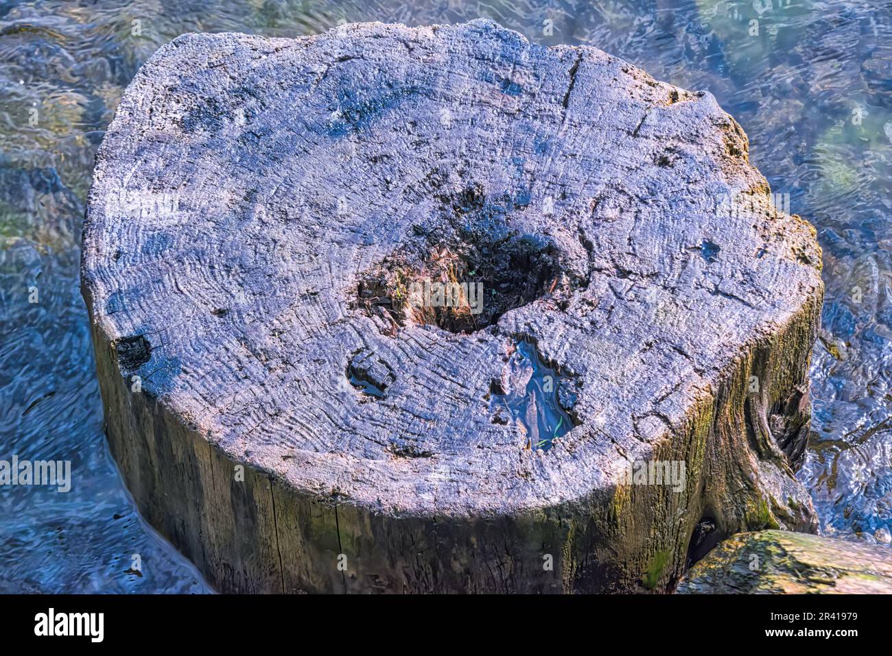 Wood background showing top cut of tree trunk with rings and textured ...