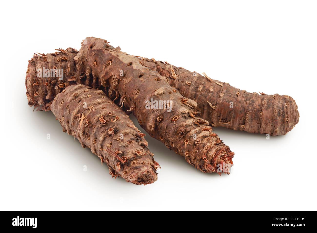 Rhodiola rosea root isolated on white background Stock Photo - Alamy
