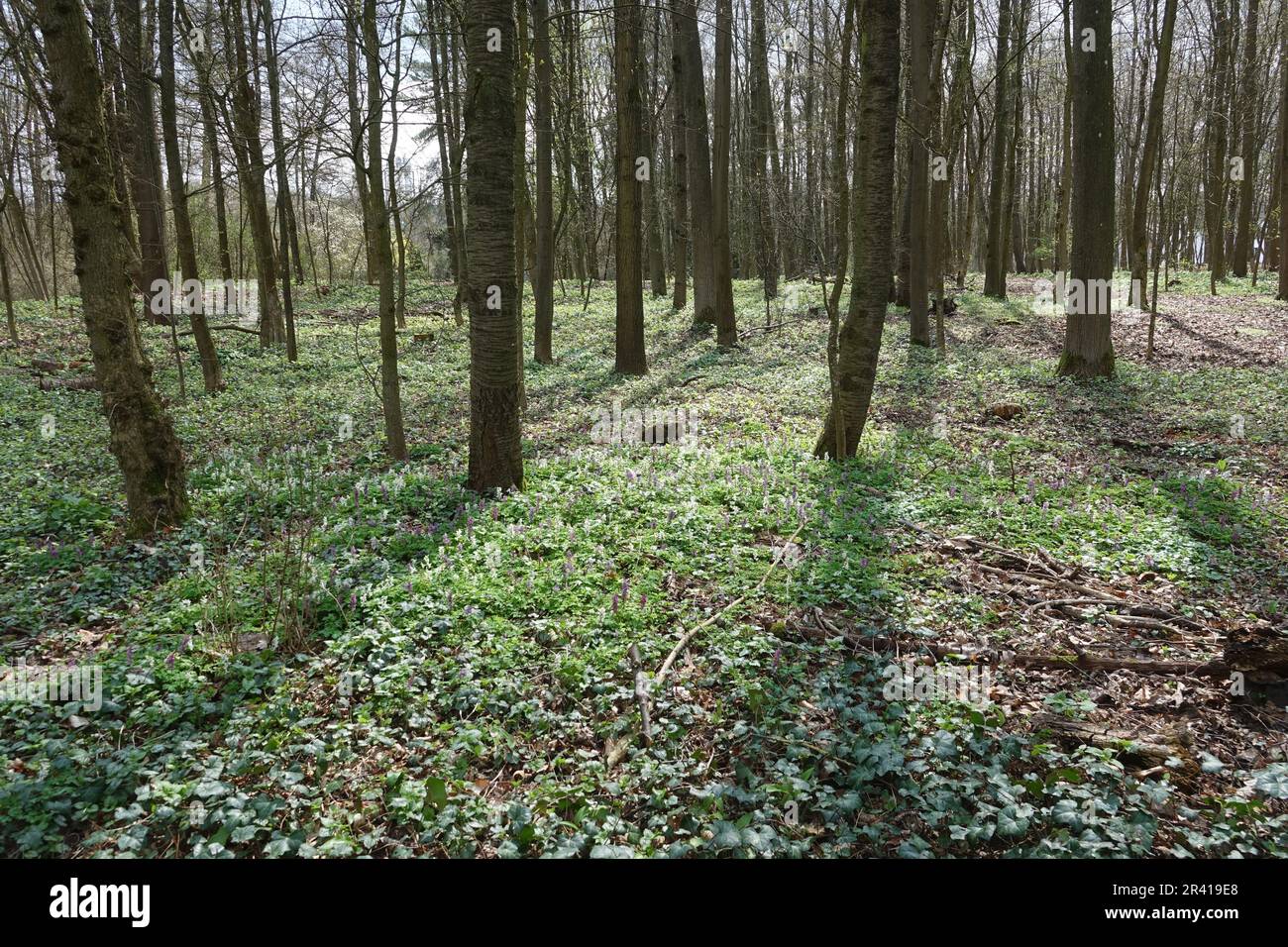 Hollowroots hi-res stock photography and images - Alamy