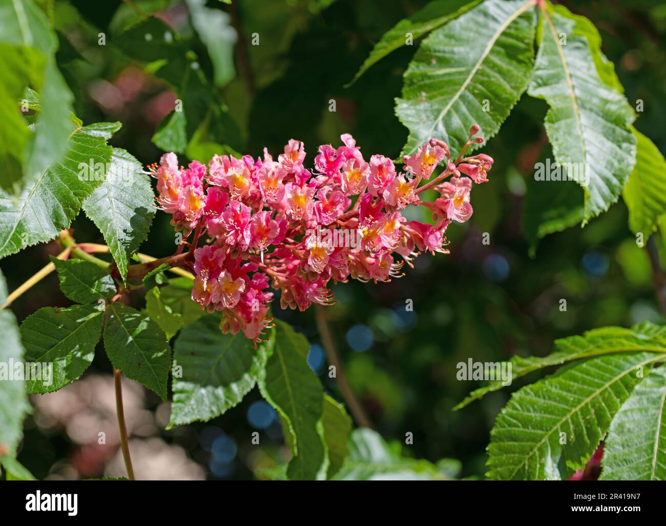 Red-flowering horse chestnut, Aesculus rubicunda, in spring Stock Photo ...
