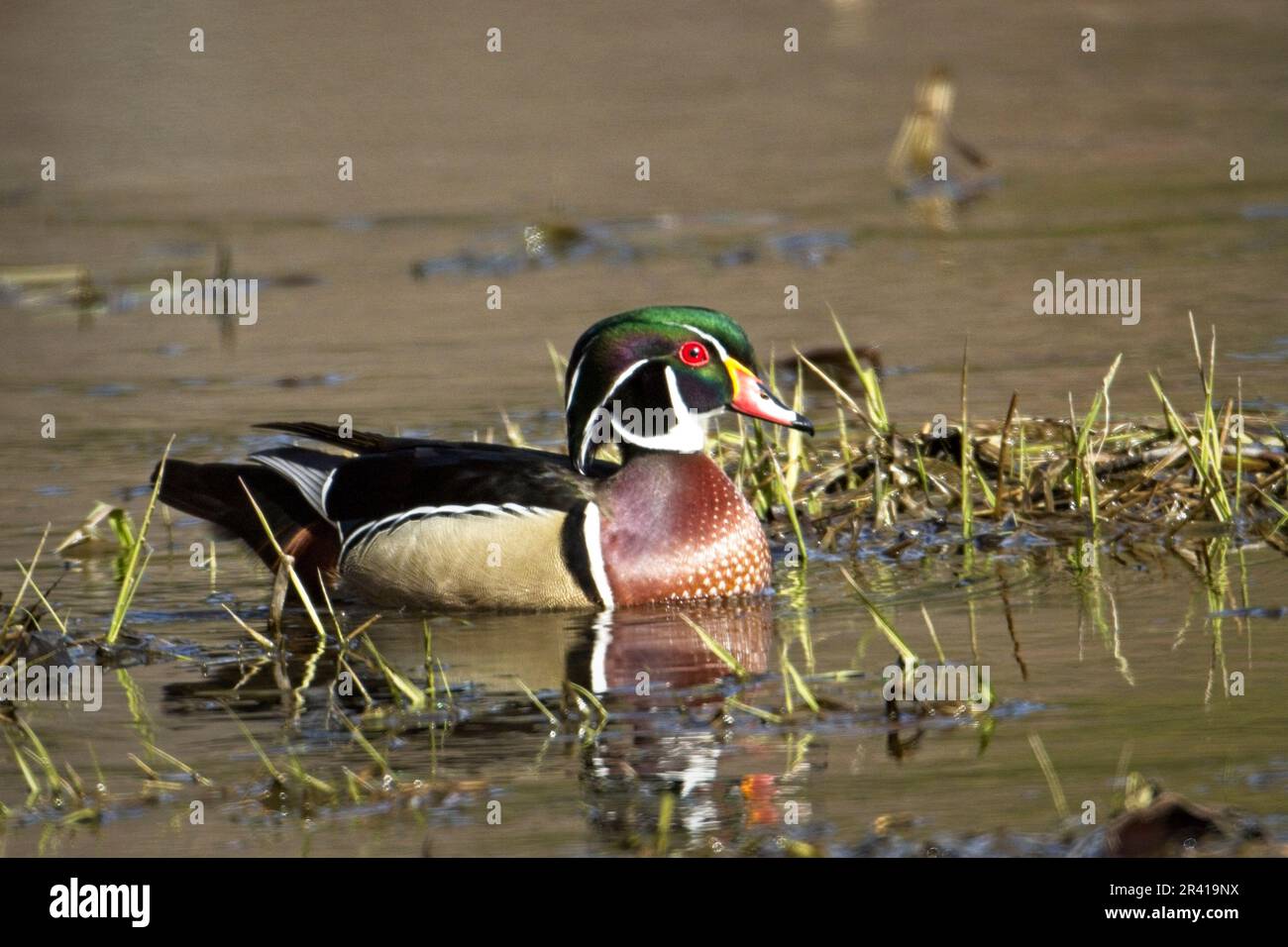 Duck in the wetlands hi-res stock photography and images - Alamy