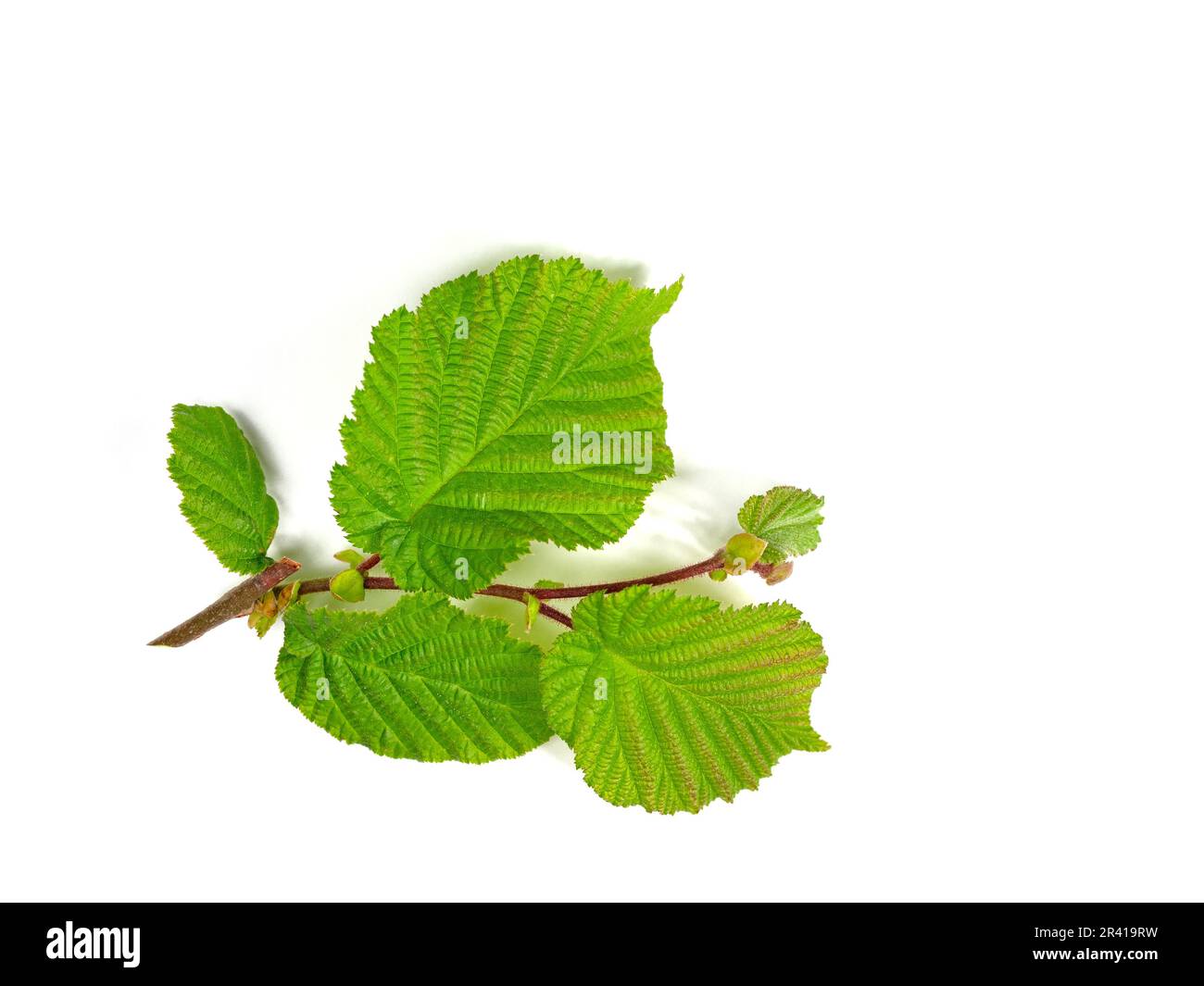 Young hazelnut leaves against white background Stock Photo - Alamy
