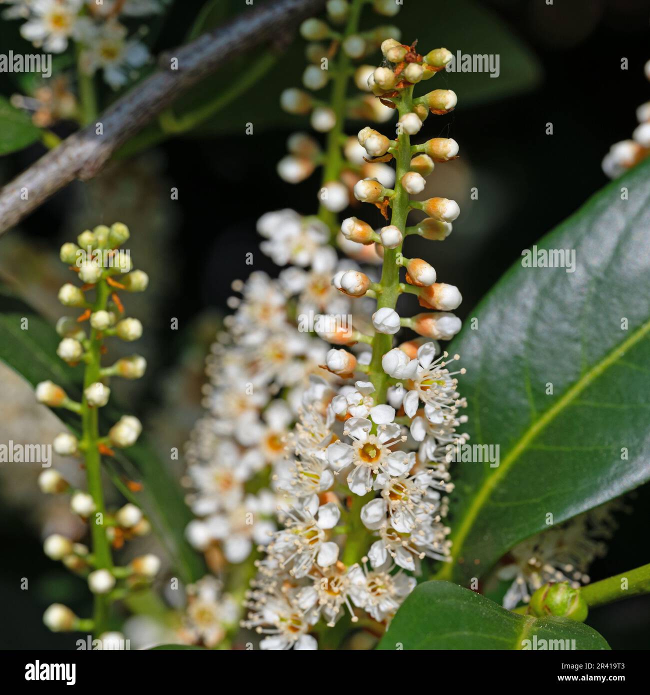 Flowering cherry laurel, Prunus laurocerasus, in spring Stock Photo - Alamy