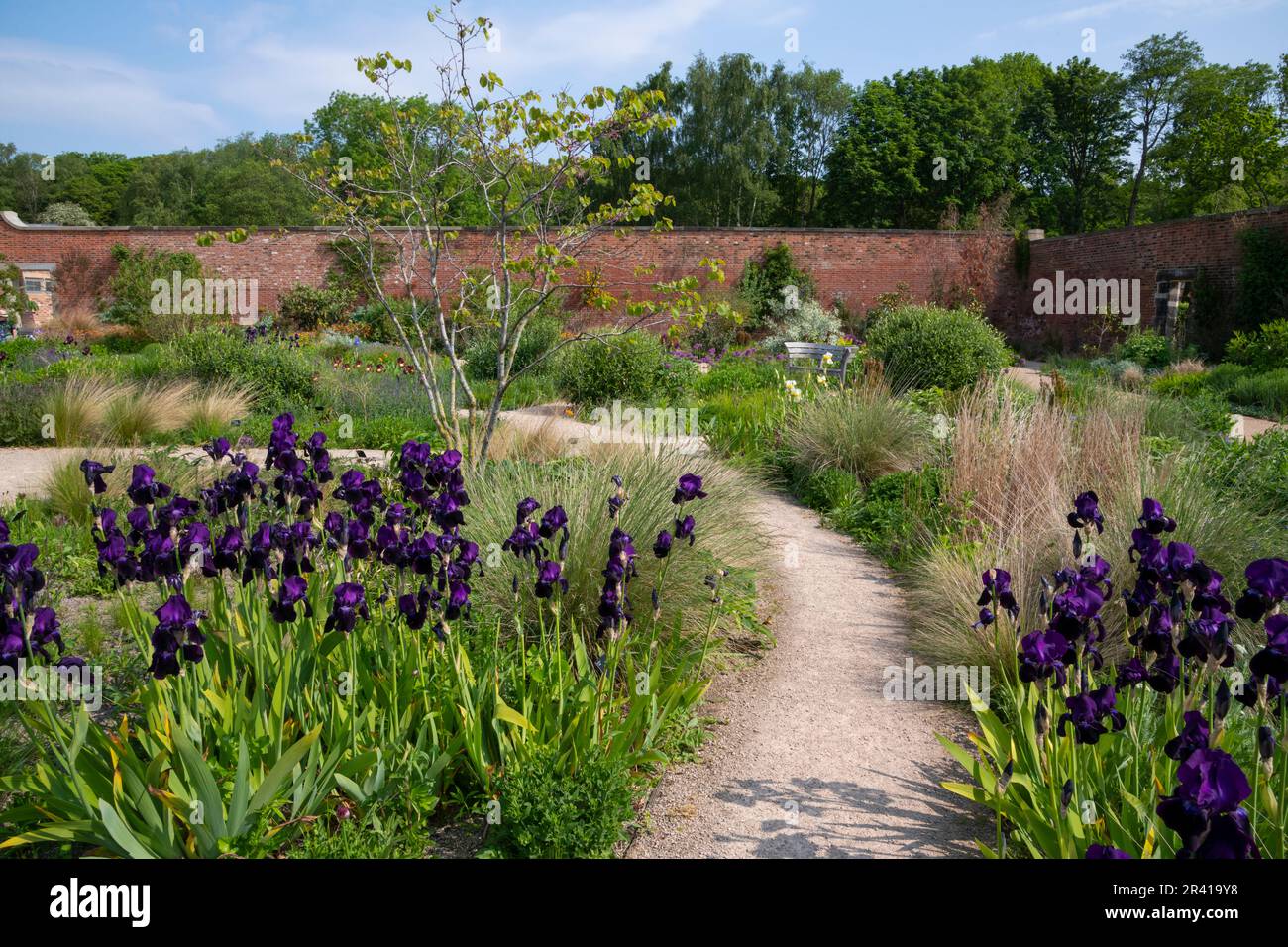Deep purple Bearded Iris in the Paradise Garden at RHS Bridgewater ...