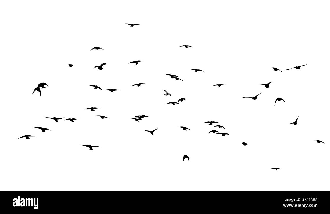 A flock of flying birds. Free birds. Vector illustration Stock Vector ...