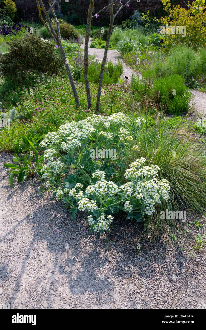 Crambe Maritima flowering in the Paradise Garden at RHS Bridgewater ...