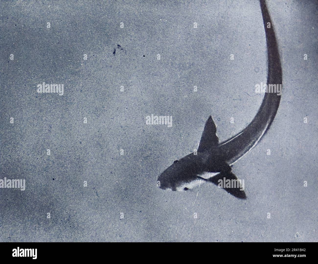 Williamson submarine expedition hi-res stock photography and images - Alamy