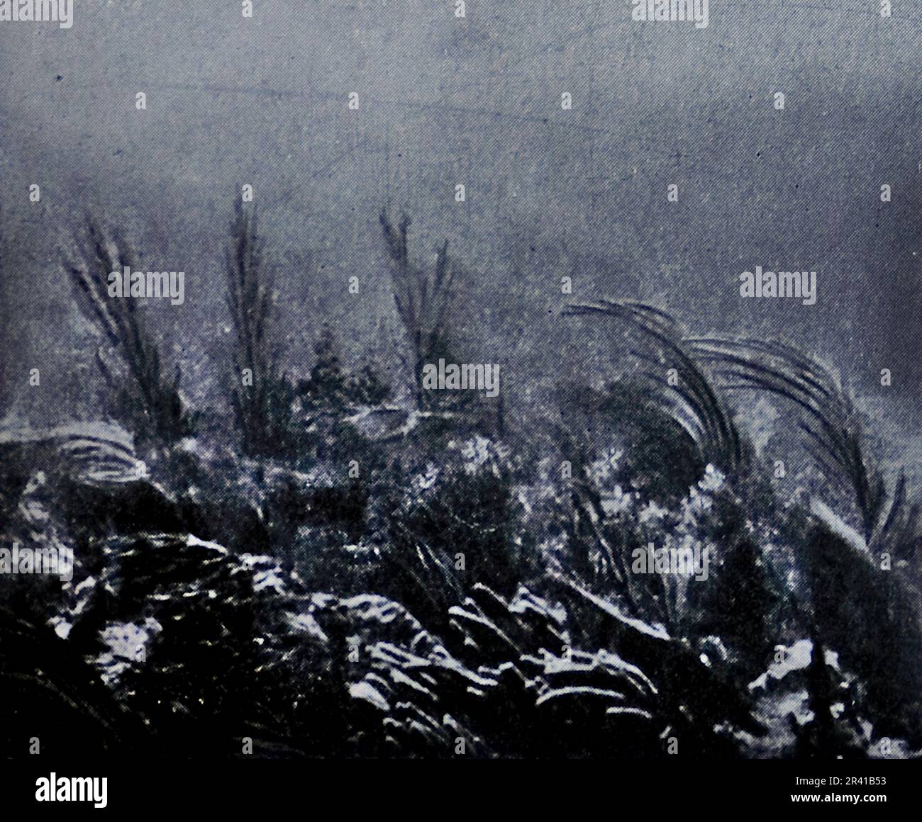 The Williamson Submarine Expedition of 1914 was the first to reveal ...