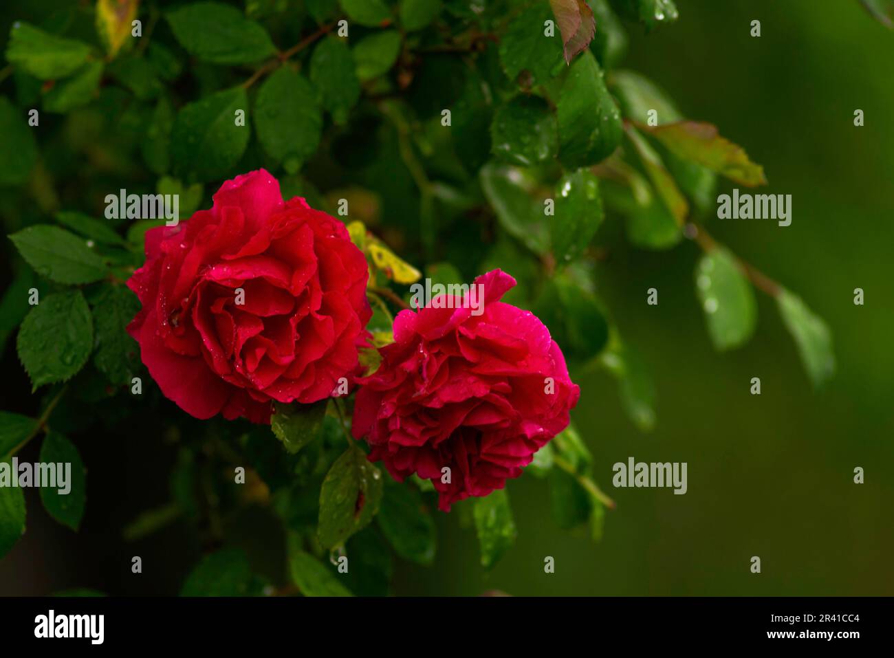 Rose bush with flowering red roses sunset floribunda rose in the garden ...