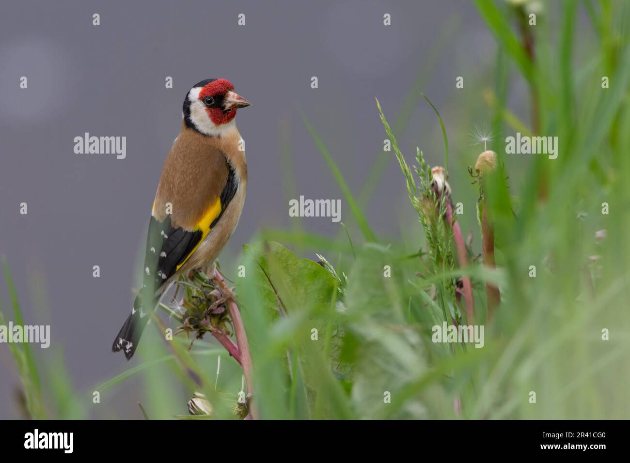 Gold finch feathers hi-res stock photography and images - Alamy