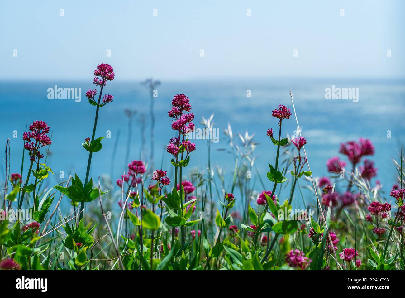 Flowers on a cliff hi-res stock photography and images - Alamy
