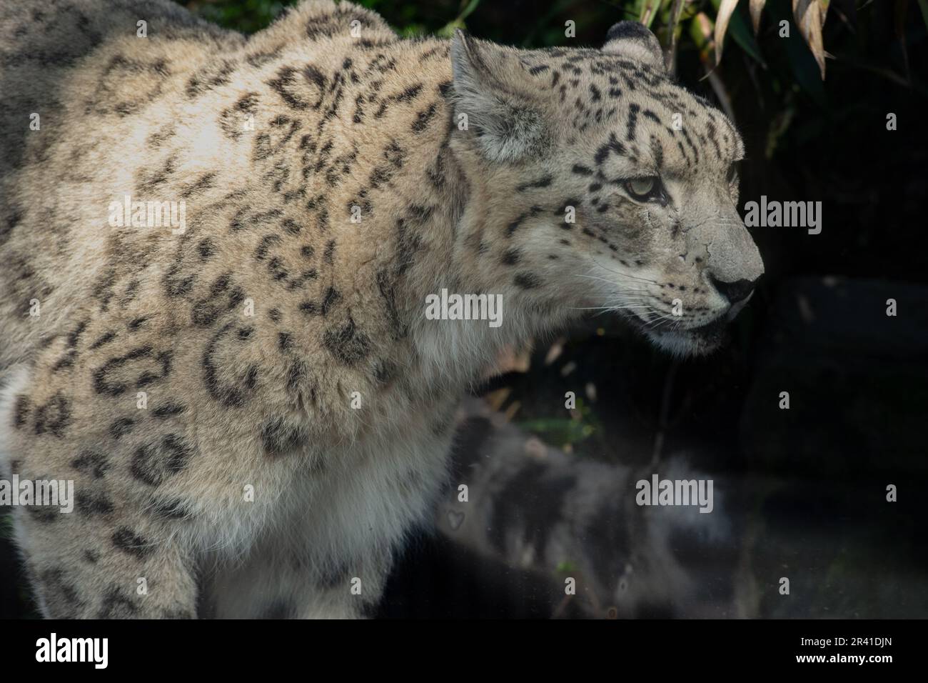 Snow leopard, Panthera uncia, Felidae, Ménagerie (Zoológico) del Jardín ...