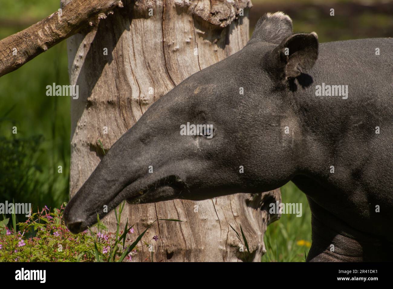 Zoologico del jardin de las plantas hi-res stock photography and images ...