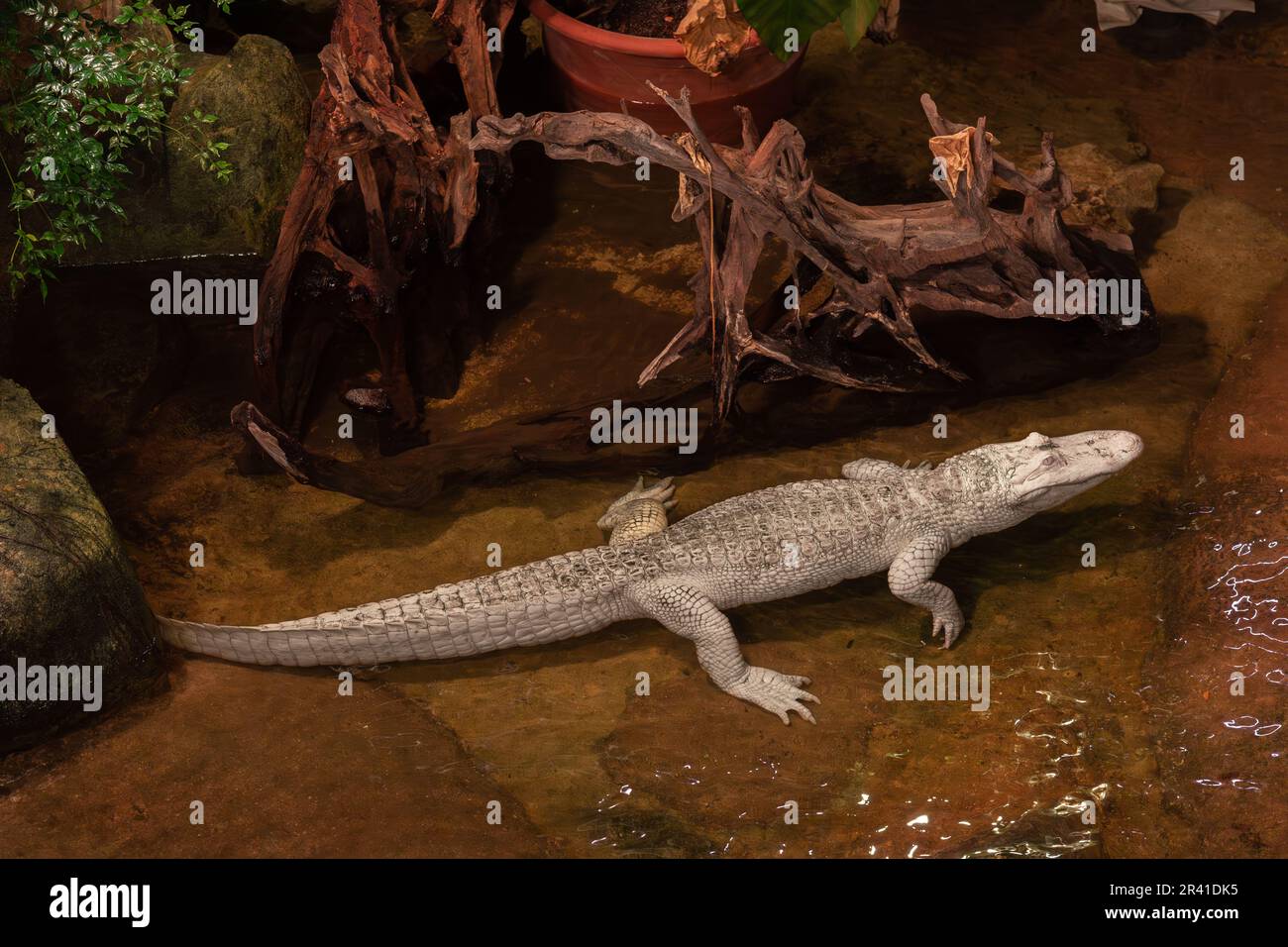 Albino American alligator, Alligator mississippiensis, Alligatoridae ...