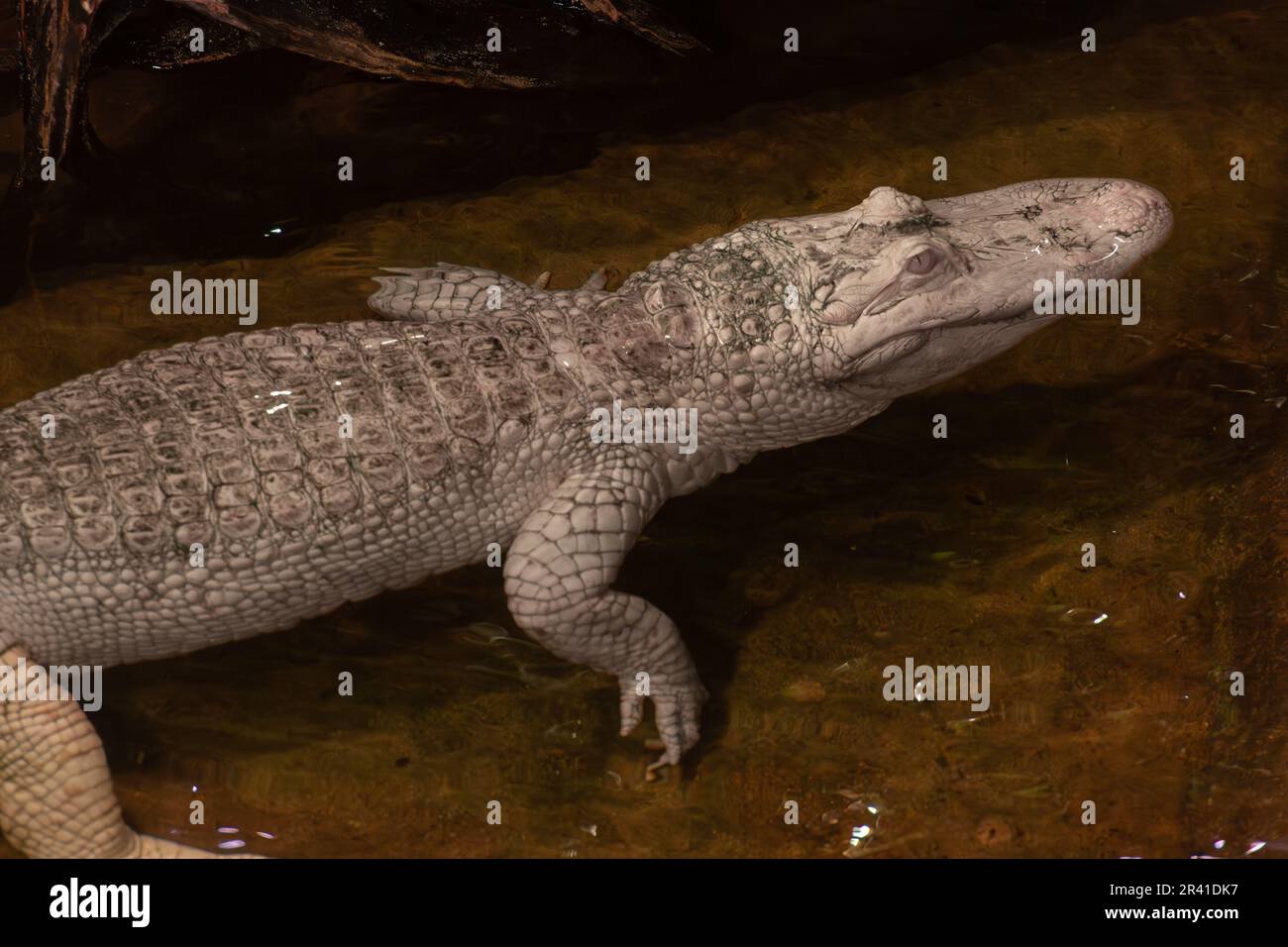 Albino American alligator, Alligator mississippiensis, Alligatoridae ...