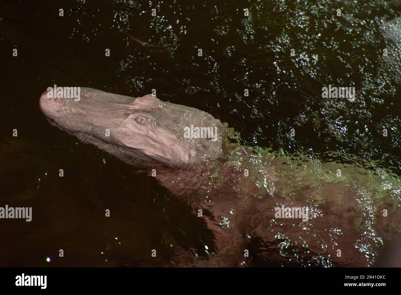 Albino American alligator, Alligator mississippiensis, Alligatoridae ...