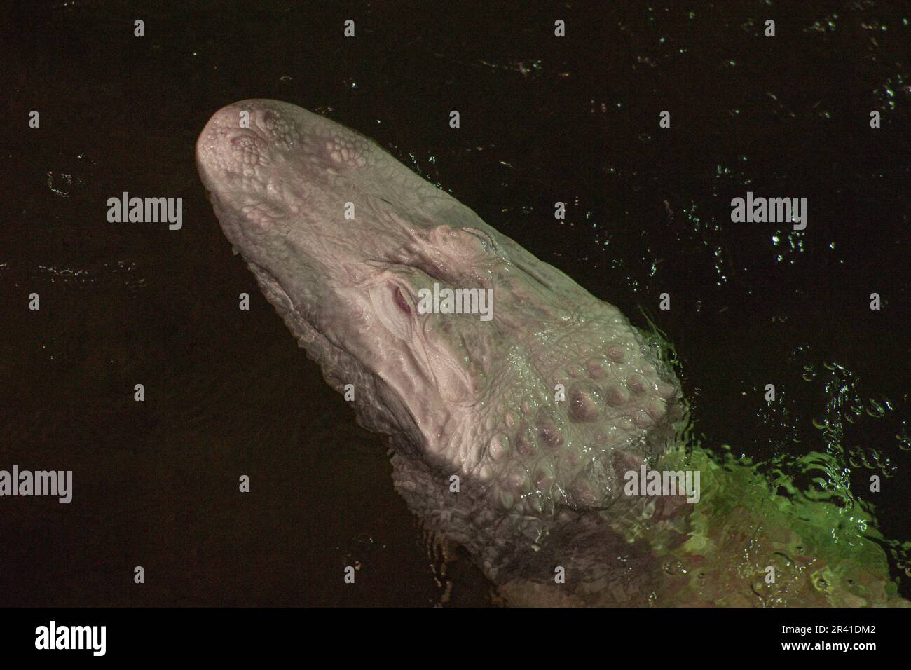 Albino American alligator, Alligator mississippiensis, Alligatoridae ...