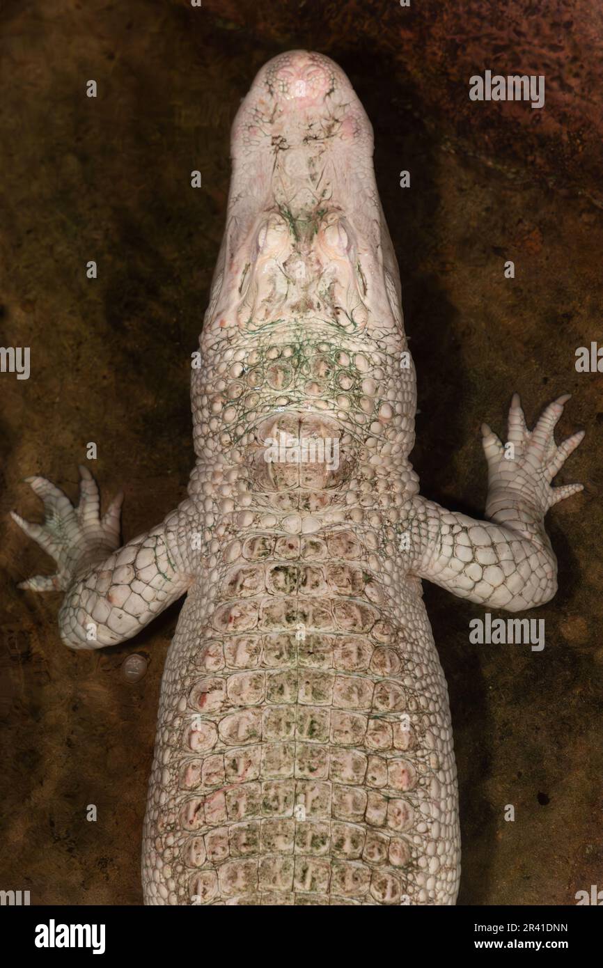 Albino American alligator, Alligator mississippiensis, Alligatoridae ...