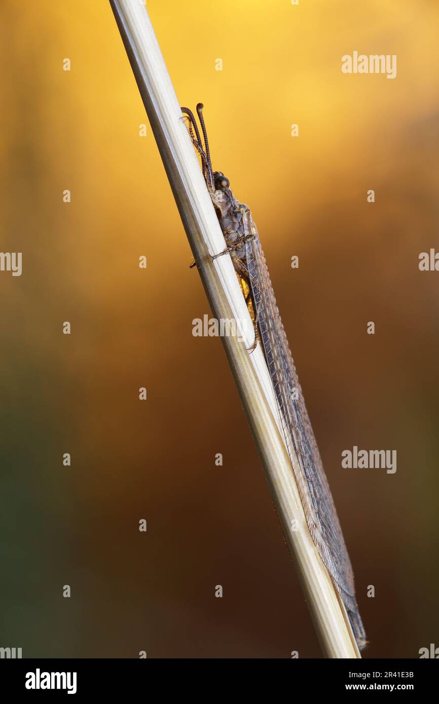 known as "lion ants". They are superficially similar to dragonflies ...