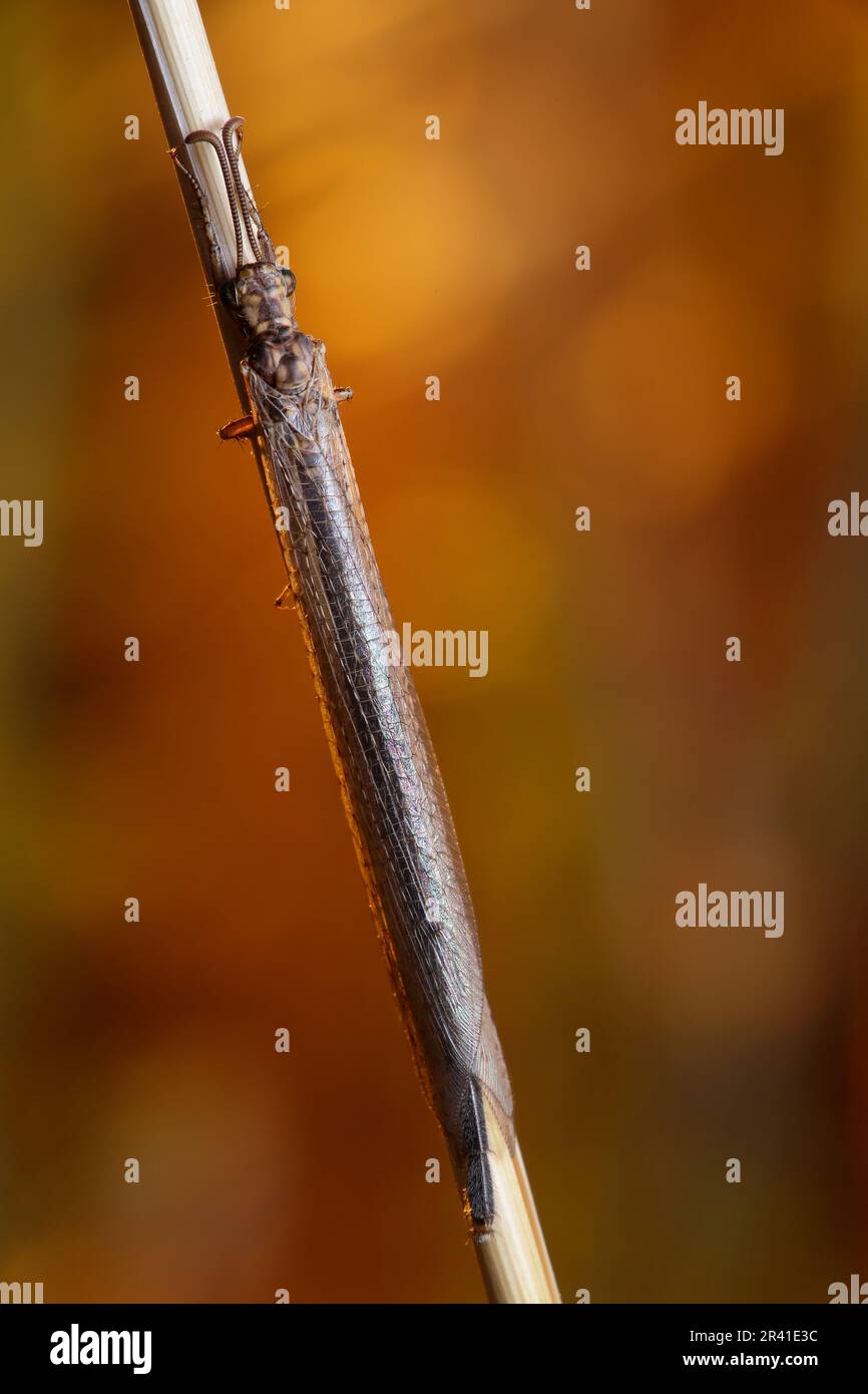 known as "lion ants". They are superficially similar to dragonflies ...
