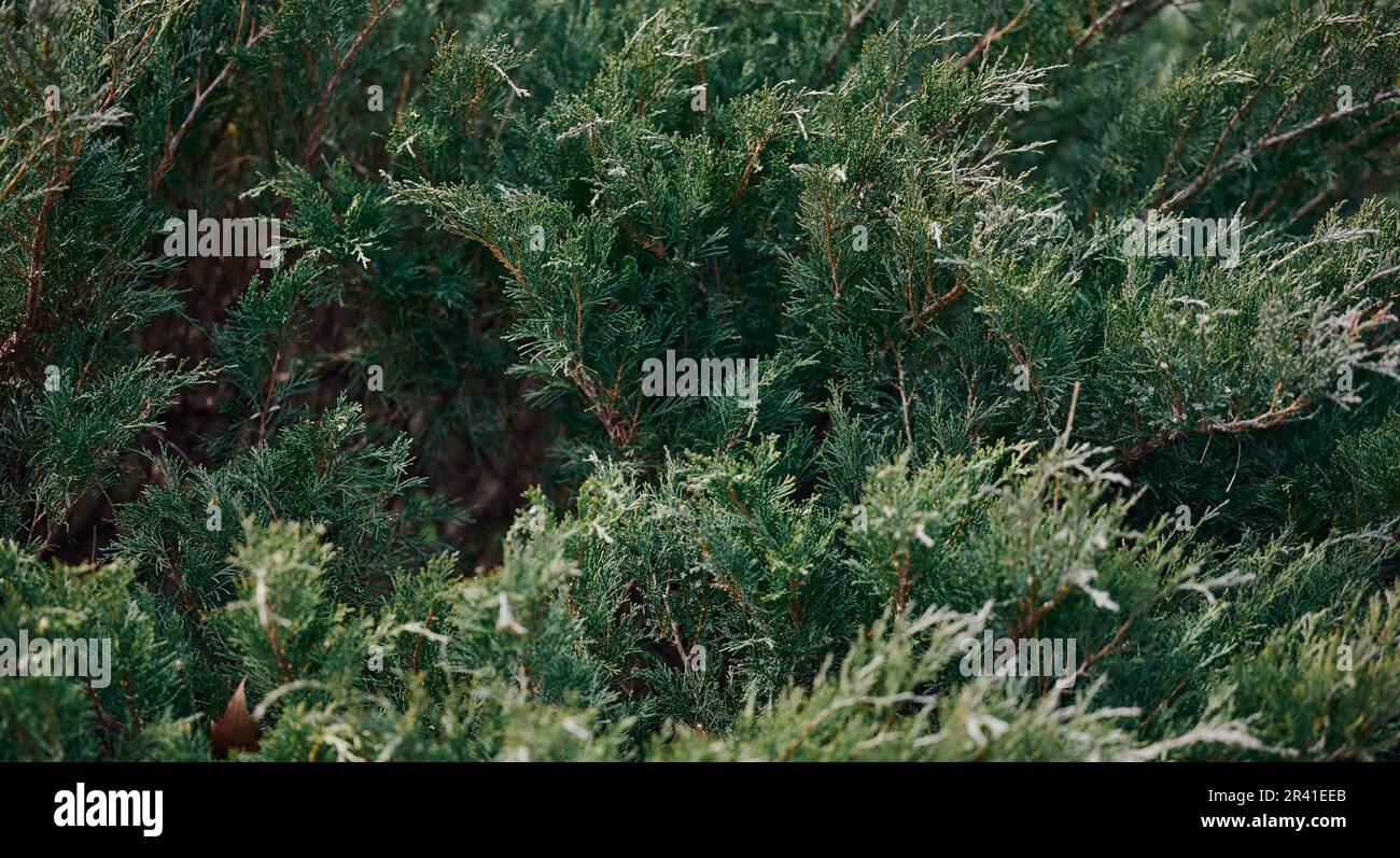 Juniper bush hi-res stock photography and images - Alamy