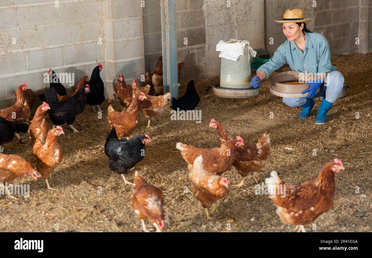 Woman farmer working in henhouse, feeding hens Stock Photo - Alamy
