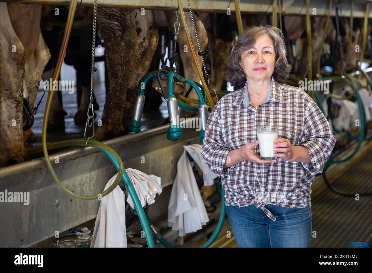 Milking stall milking parlor hi-res stock photography and images - Alamy