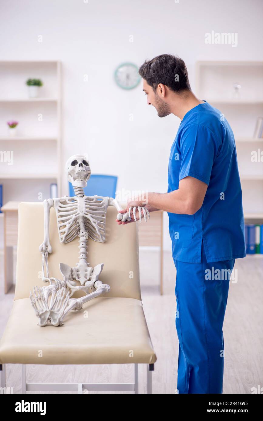Human skeleton arm bones model hi-res stock photography and images - Alamy