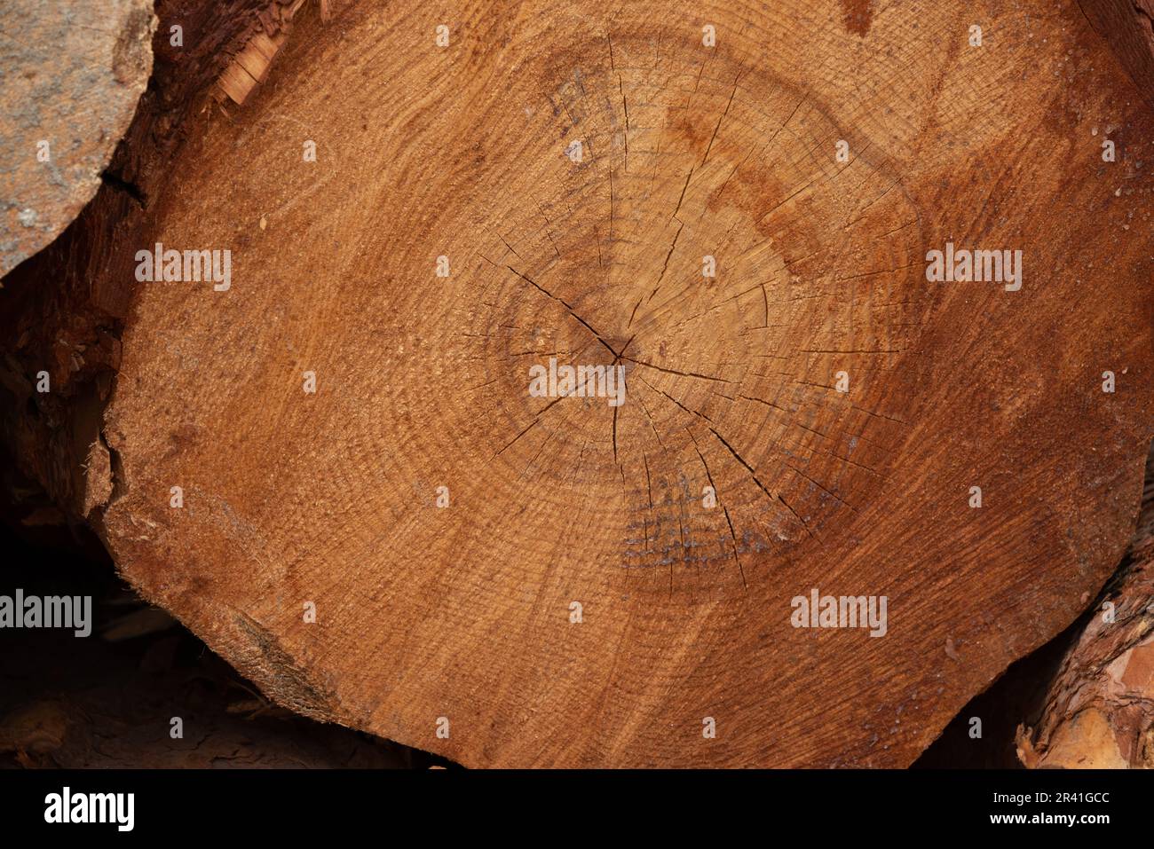 A view from inside a felled tree. a tree stump pattern. Texture of wood ...
