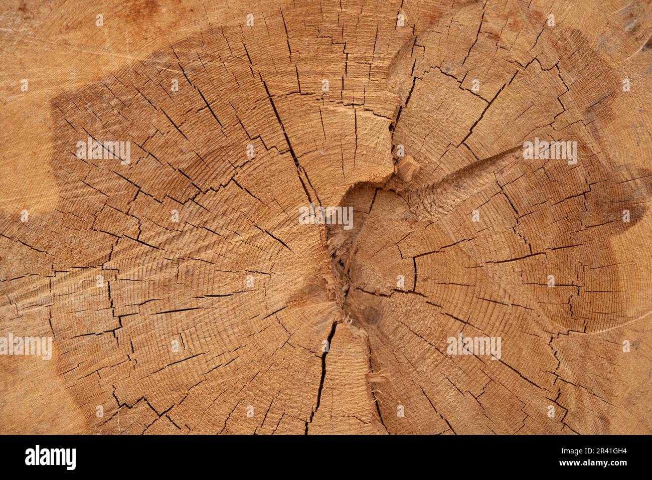 A view from inside a felled tree. a tree stump pattern. Texture of wood ...