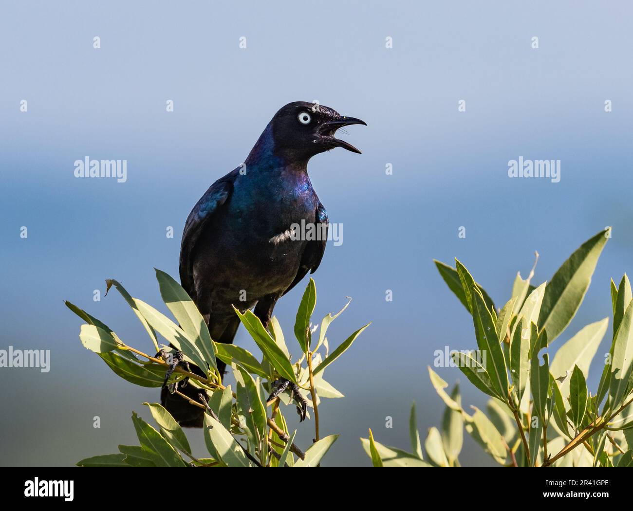 A Rüppell's Starling (Lamprotornis purpuroptera) singing on top of a ...
