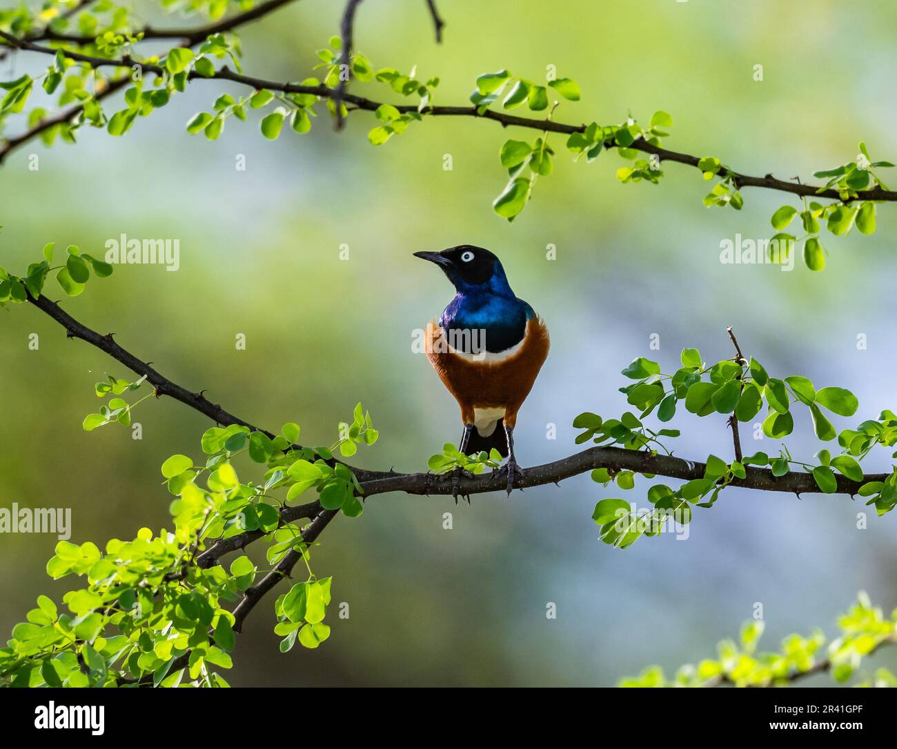 Superb starling hi-res stock photography and images - Alamy