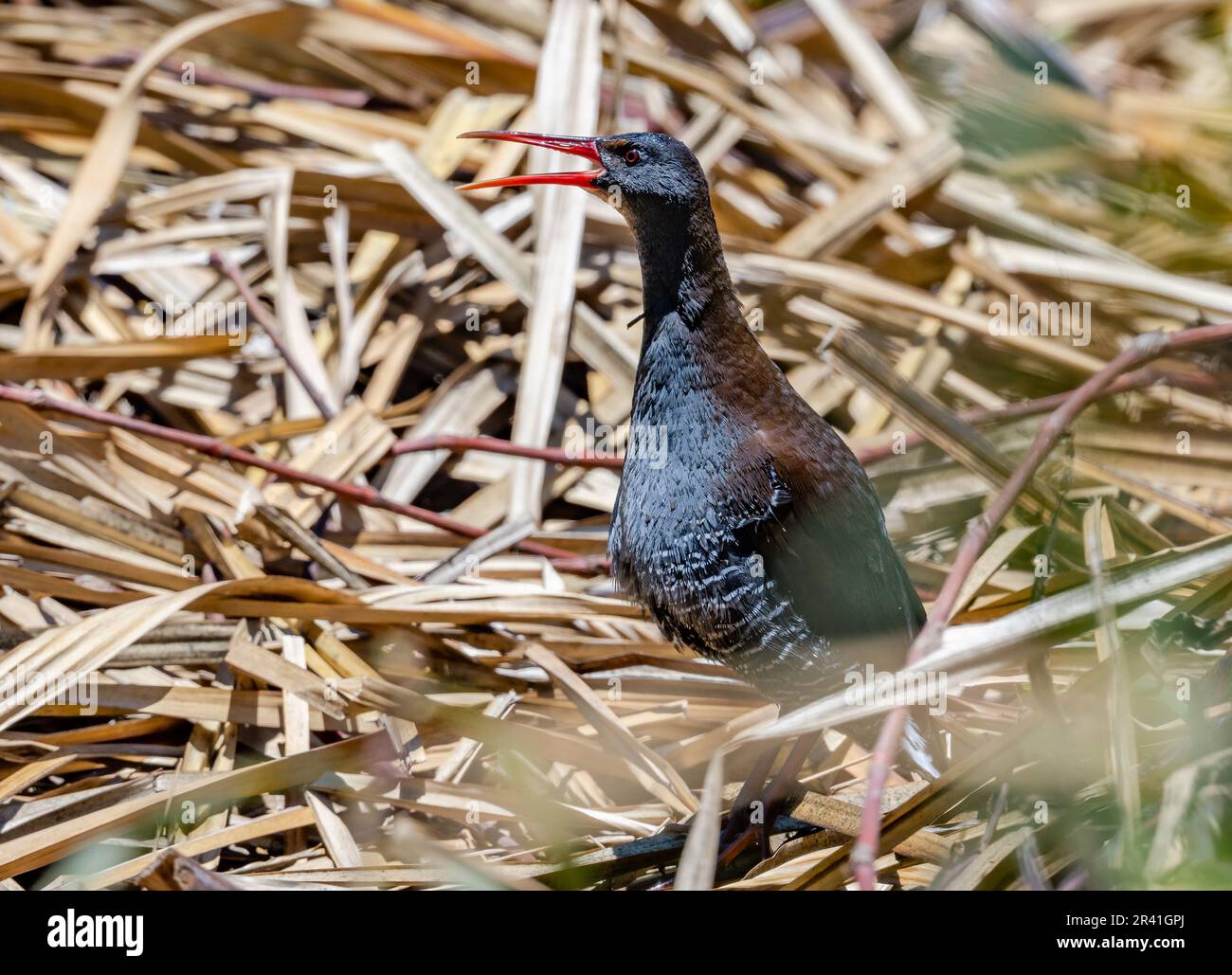 An African Rail (Rallus caerulescens) calling from a reed field. Kenya ...