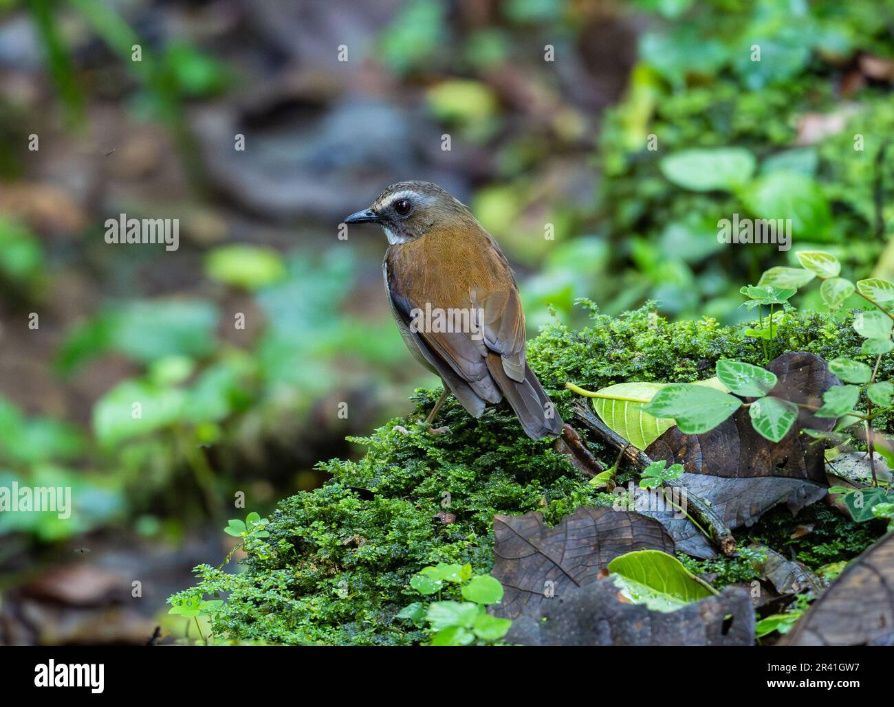 A Brown-chested Alethe (Chamaetylas poliocephala) standing on mossy ...