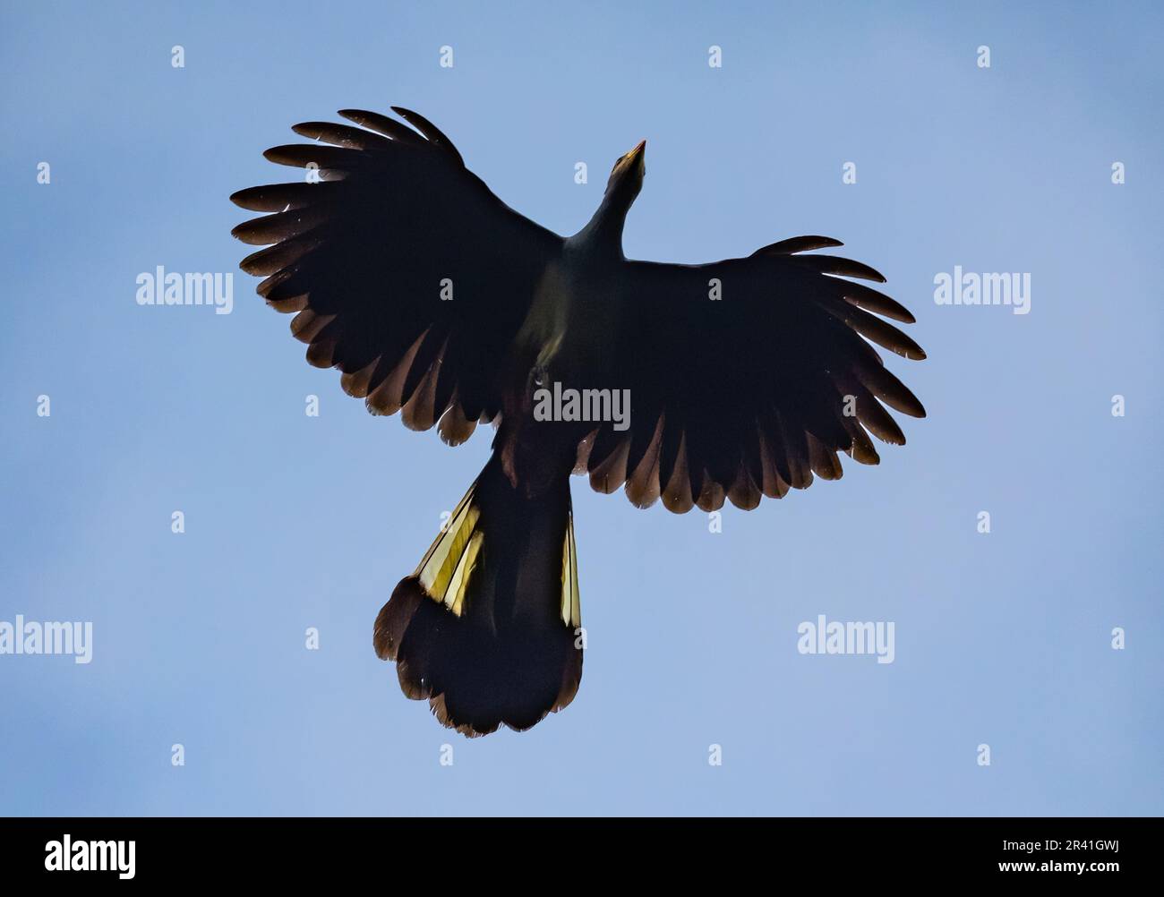 A Great Blue Turaco (Corythaeola cristata) flying over head. Kenya ...