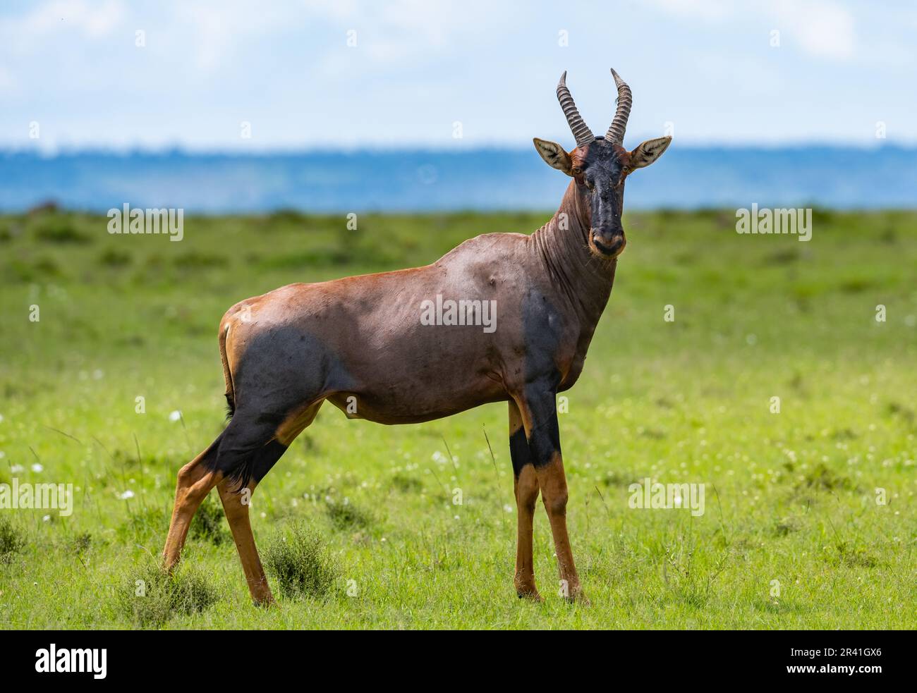 A Topi Antelope (Damaliscus lunatus) standing on green grass field ...