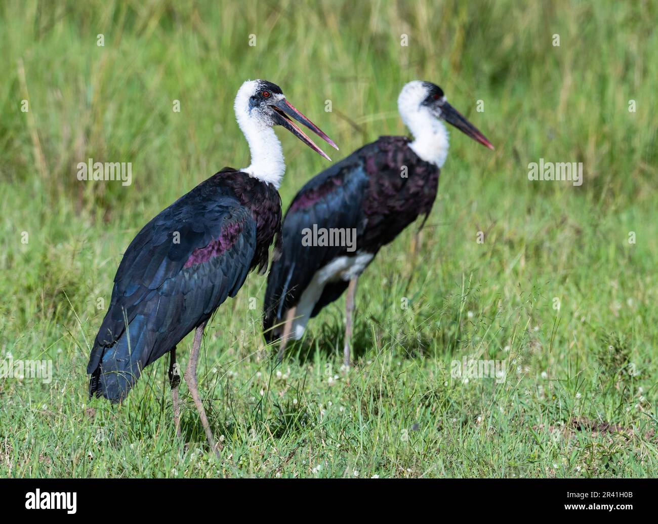 A pair African Woolly-necked Storks (Ciconia microscelis) standing on ...