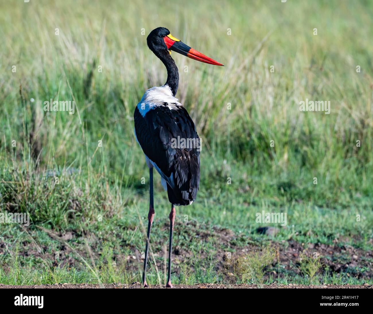 A Saddle-billed Stork (Ephippiorhynchus senegalensis) standing on a ...