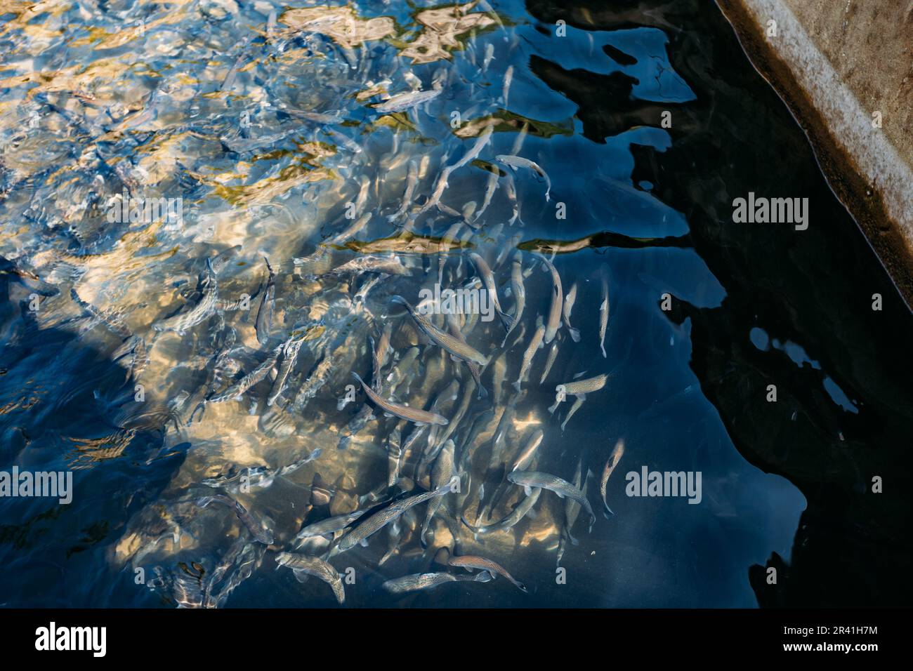 Trout fishes in fish farm Stock Photo - Alamy