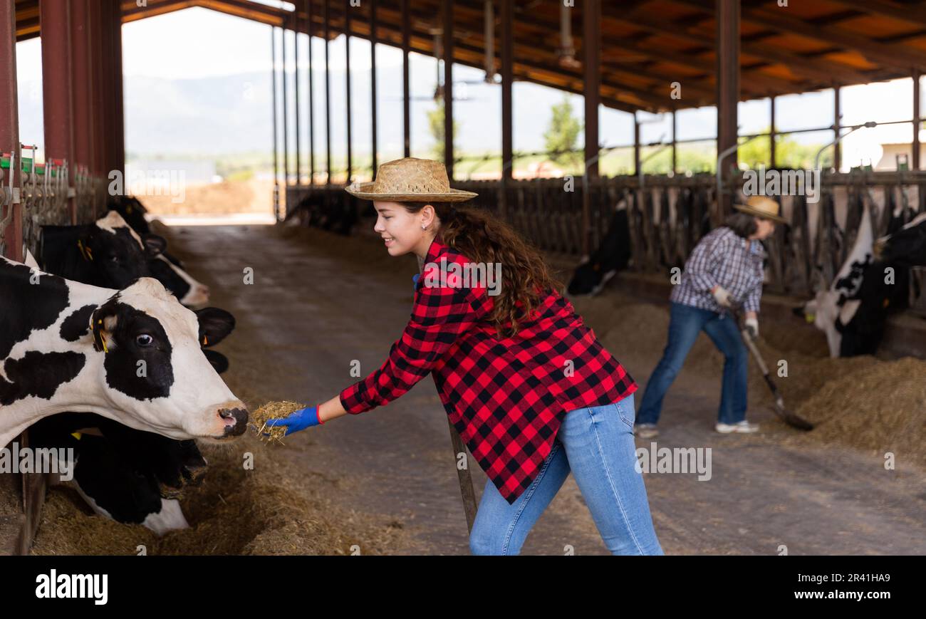 Young farm worker feeding compound feed to cows Stock Photo - Alamy