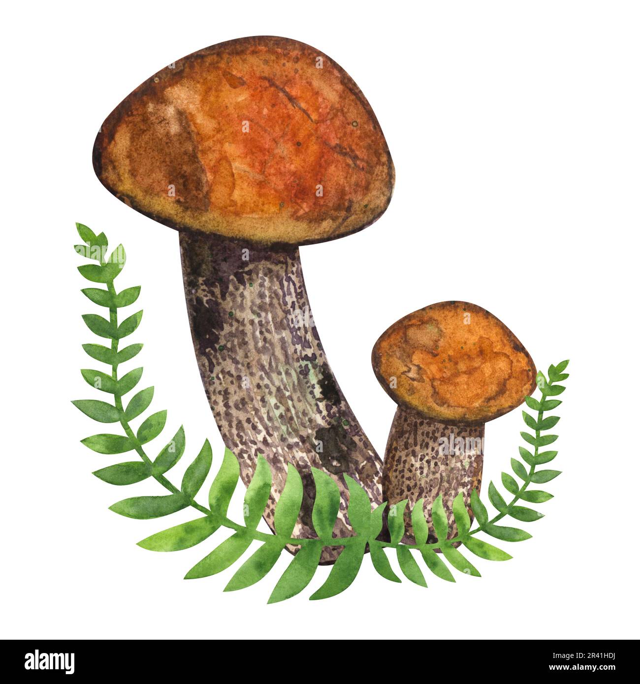 Boletus edible forest mushroom, fern. Botanical drawing. Hand-drawn ...