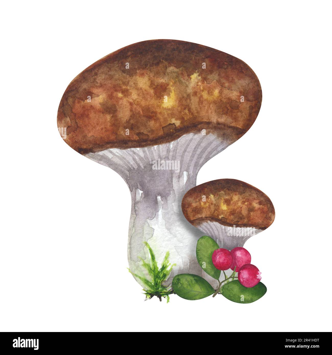 Boletus edible forest mushroom, cranberry. Botanical drawing. Hand ...