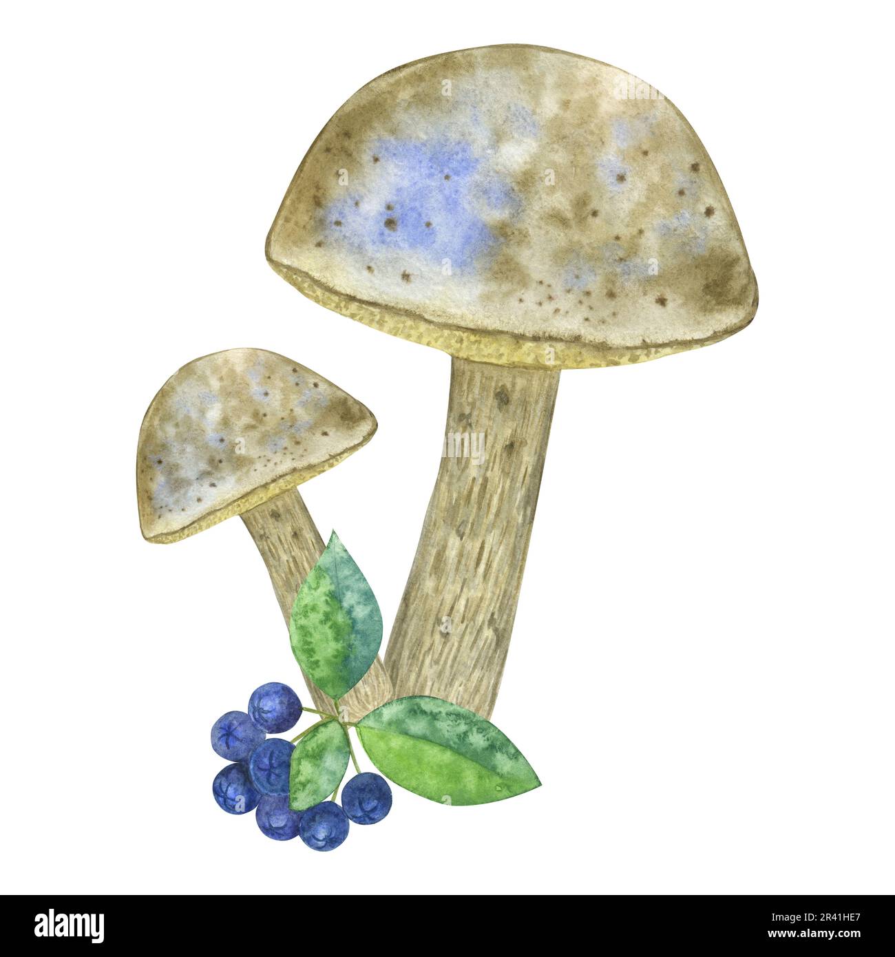 Boletus edible forest mushroom, chokeberry. Botanical drawing. Hand ...